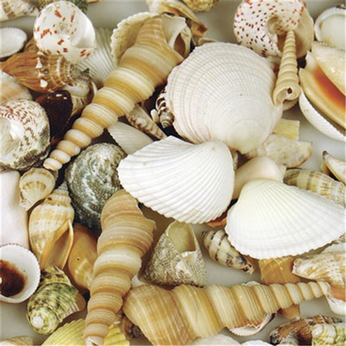 ZCF121688 - Farmed Sea Shells 1kg Bag - Kookaburra Educational ...