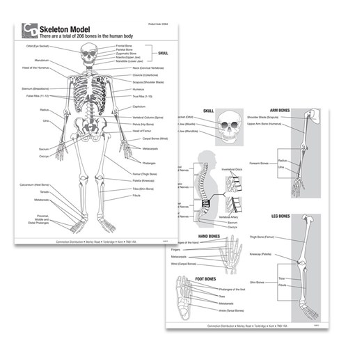 ZCM03064 - Half Scale Skeleton Model - Kookaburra Educational Resources ...