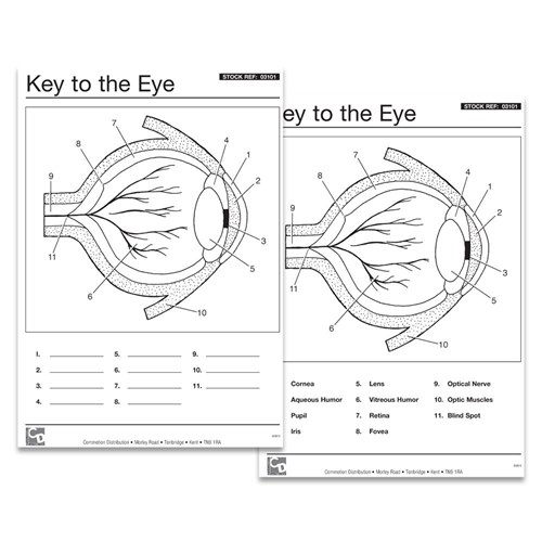 Cutandassemble Paper Model Of The Human Eye