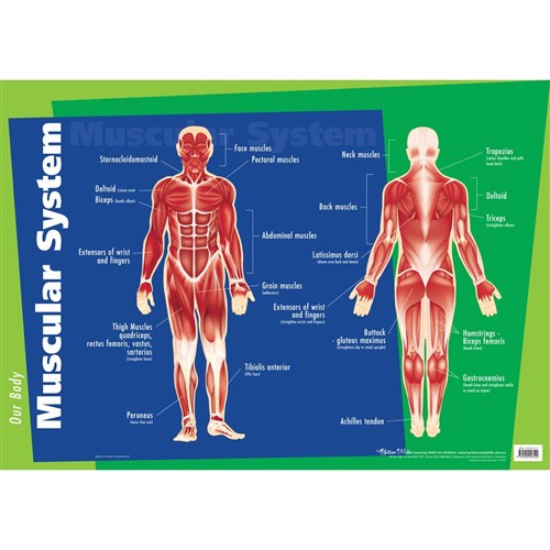 ZECC127 - Chart - Muscular System - Kookaburra Educational Resources ...